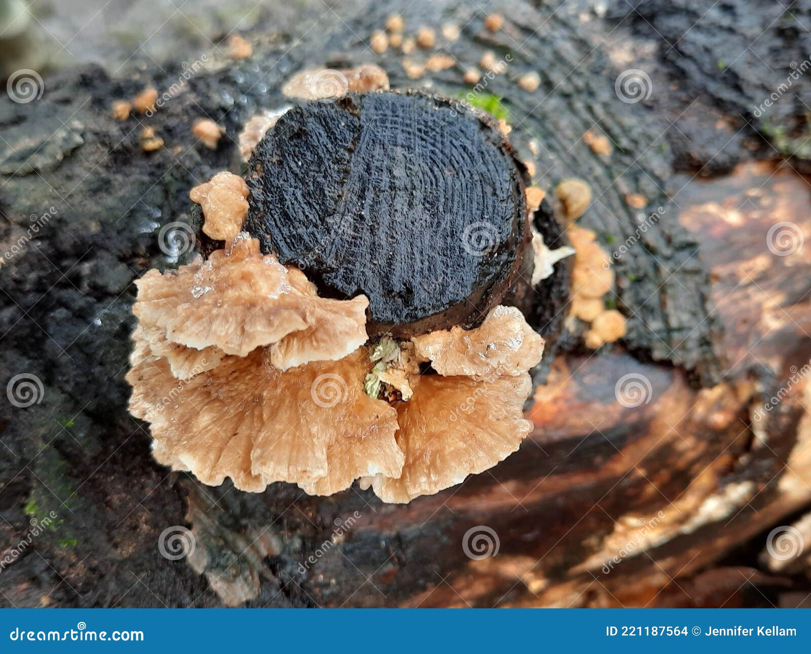 Close Up of Fungus Growing on a Tree Stock Photo - Image of trunk, wood ...