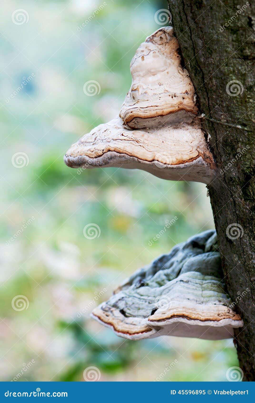 Fungus growing on a tree stock image. Image of hard, fungi - 45596895