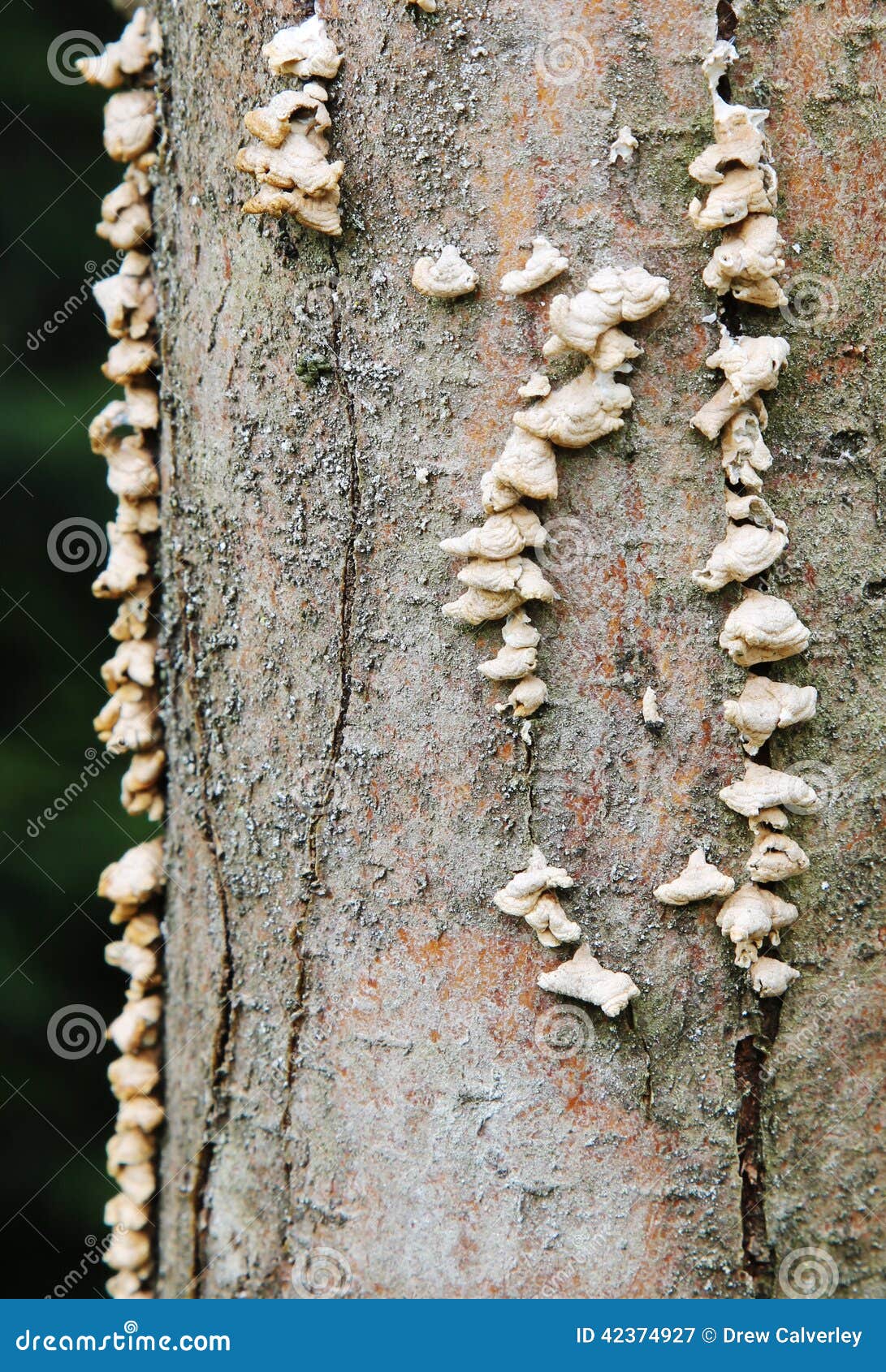 Fungus Growing on a Tree stock image. Image of fall, detail - 42374927