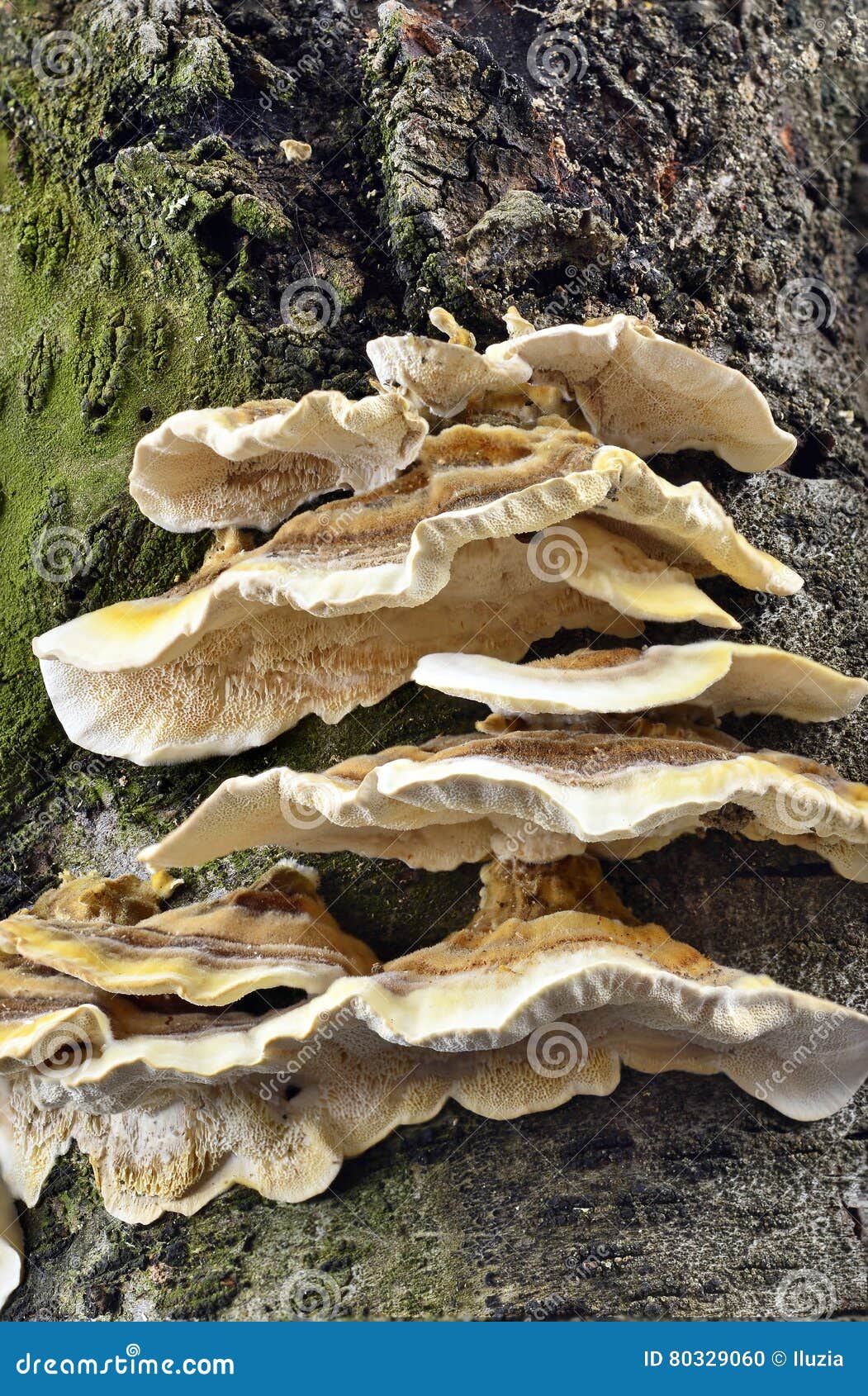 Fungus growing on a tree stock photo. Image of forest - 80329060