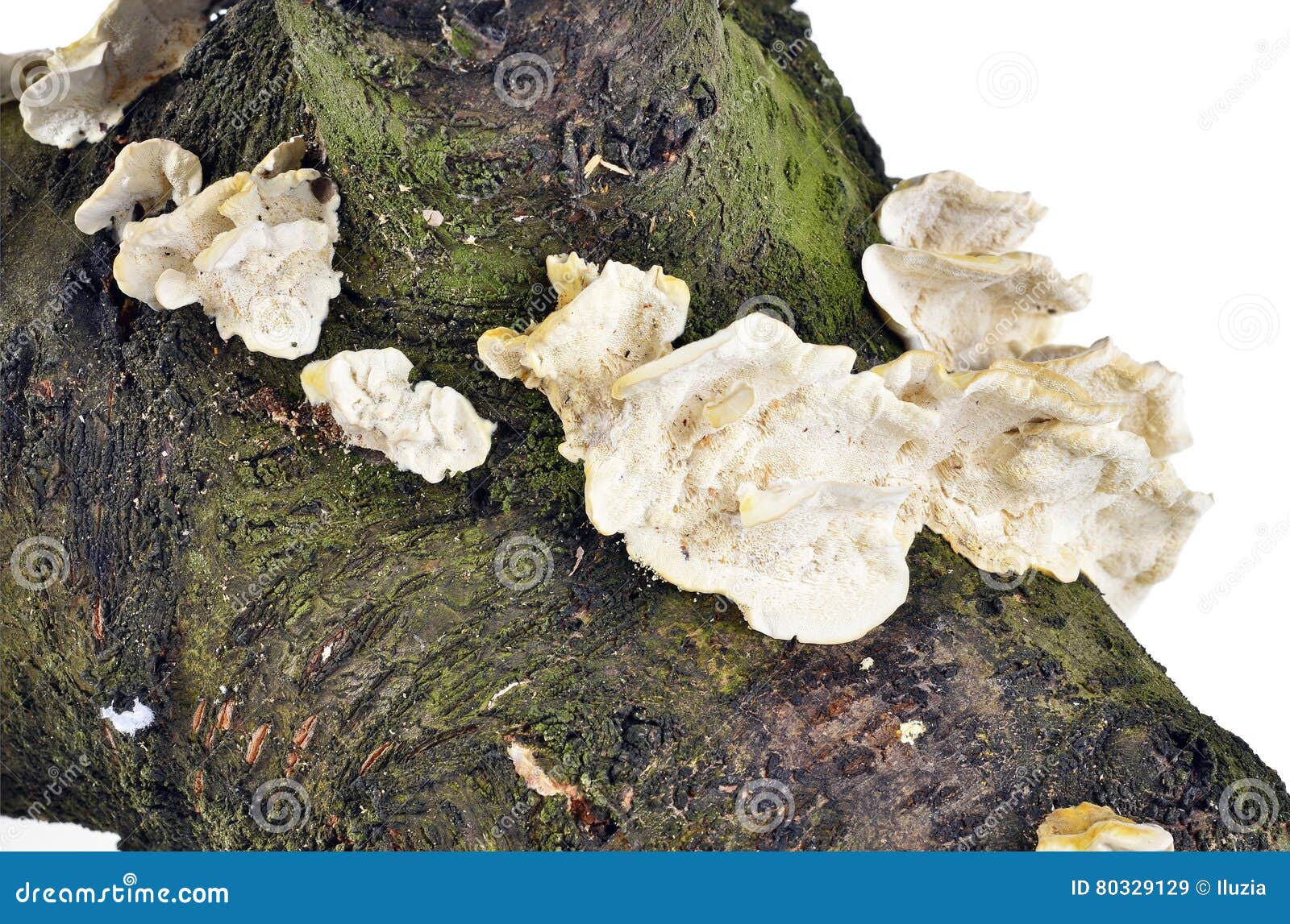 Fungus growing on a tree stock image. Image of spring - 80329129