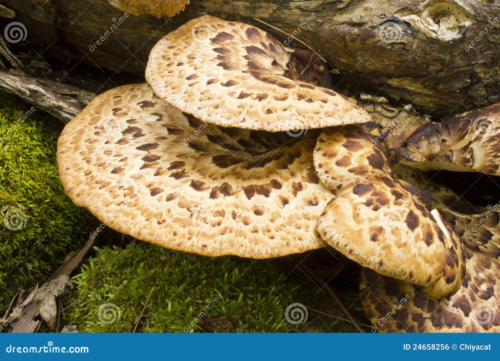 Fungus Growing on a Tree Stump #1 Stock Photo - Image of textured ...