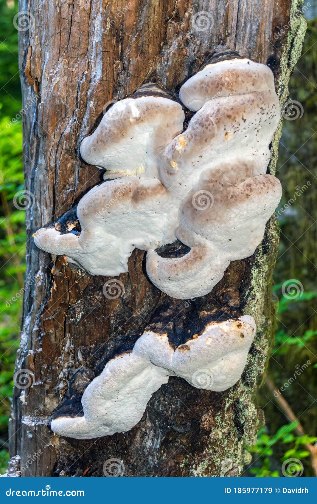 Fungus Growing on a Tree Trunk Stock Image - Image of park, plant ...