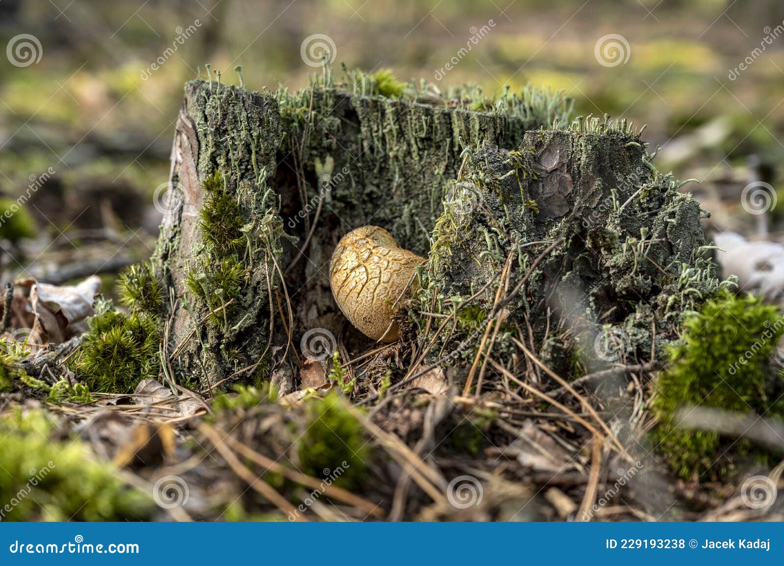 Fungus Growing on the Tree Trunk Stock Photo - Image of fungi, natural ...