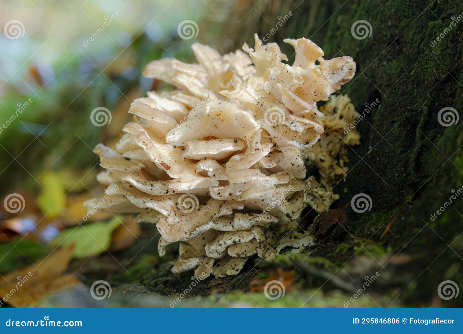 Fungus Grows As a Parasite at the Foot of a Beech Tree Stock Photo ...