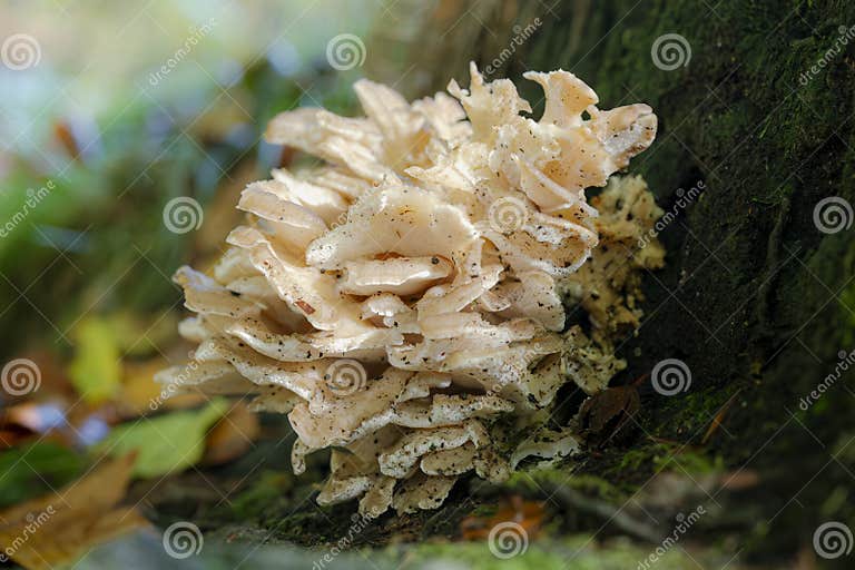 Fungus Grows As a Parasite at the Foot of a Beech Tree Stock Photo ...