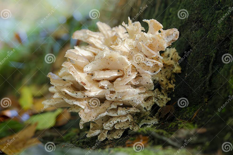 Fungus Grows As a Parasite at the Foot of a Beech Tree Stock Photo ...