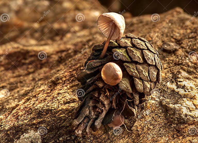 Fungus that Grows Inside Pine Cones Stock Photo - Image of extremadura ...