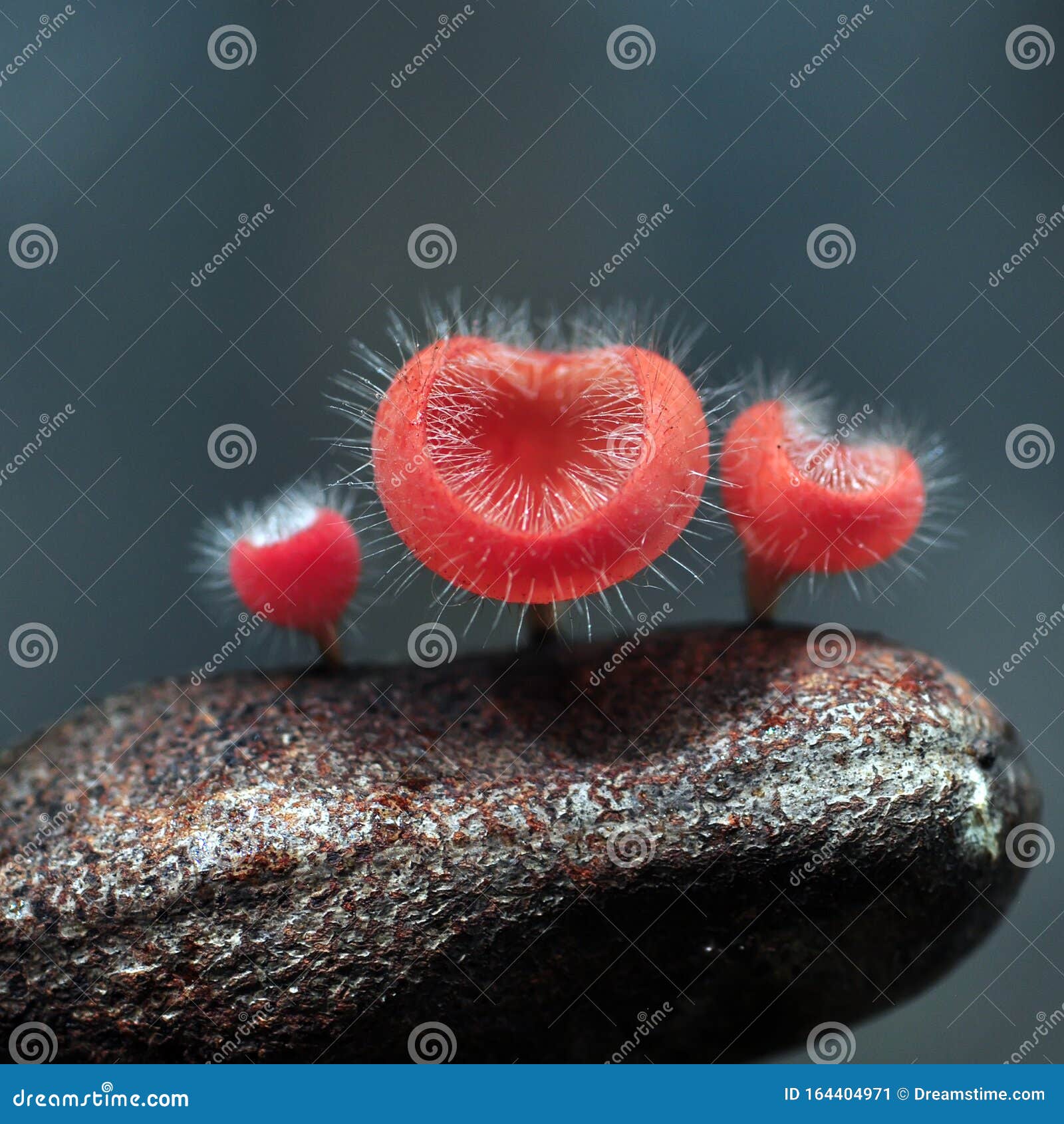 Fungus grows on rocks stock image. Image of grows, flower - 164404971