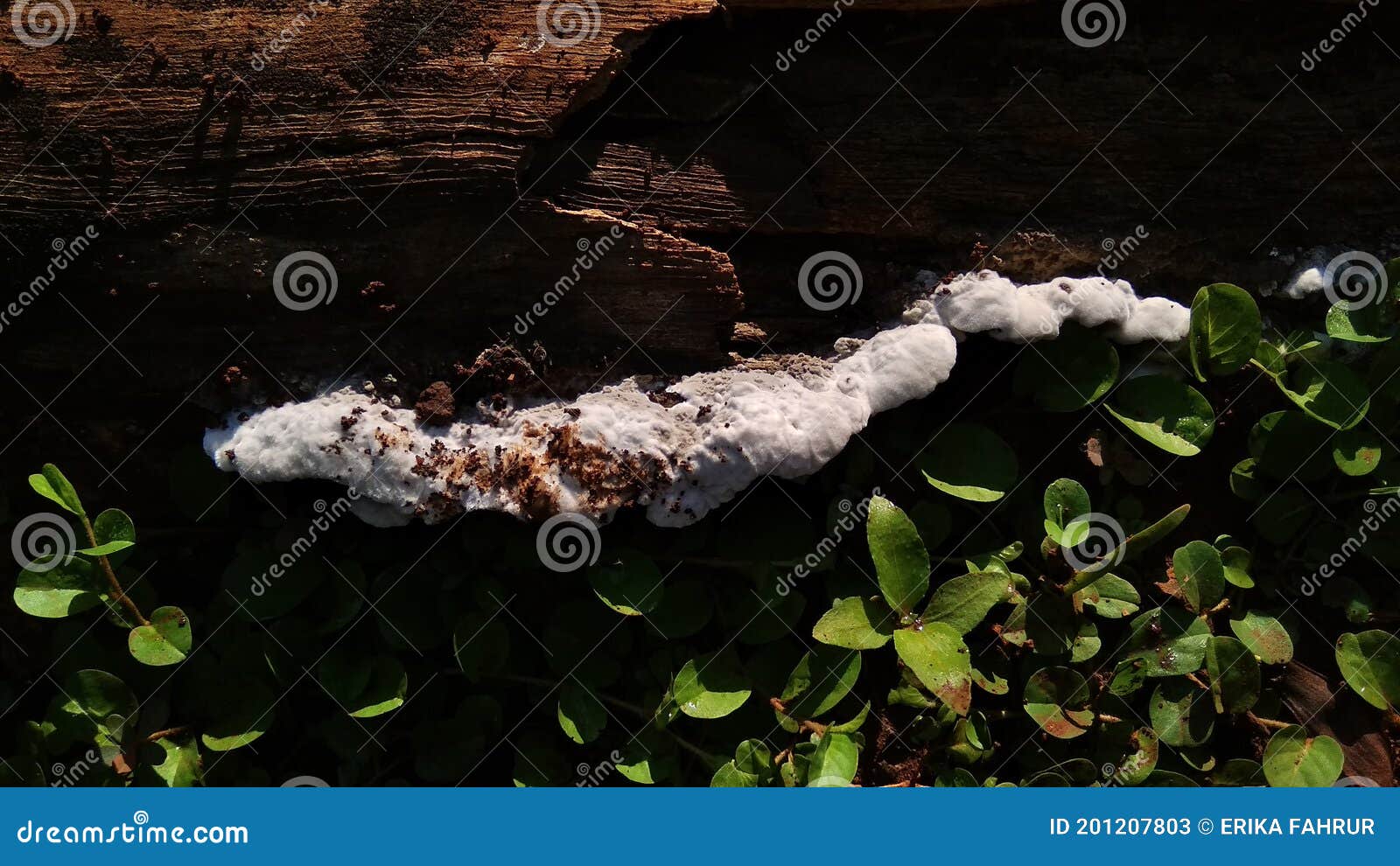The Fungus that Grows on the Tree and is White Stock Image - Image of ...