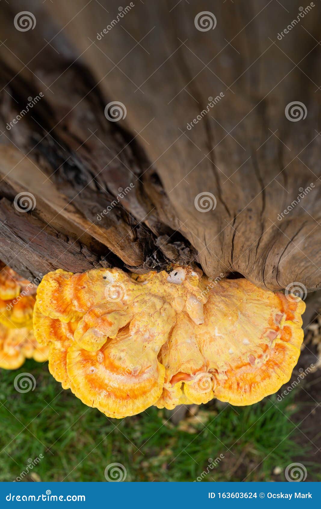 Fungus on tree stump stock photo. Image of closeup, fungus - 163603624