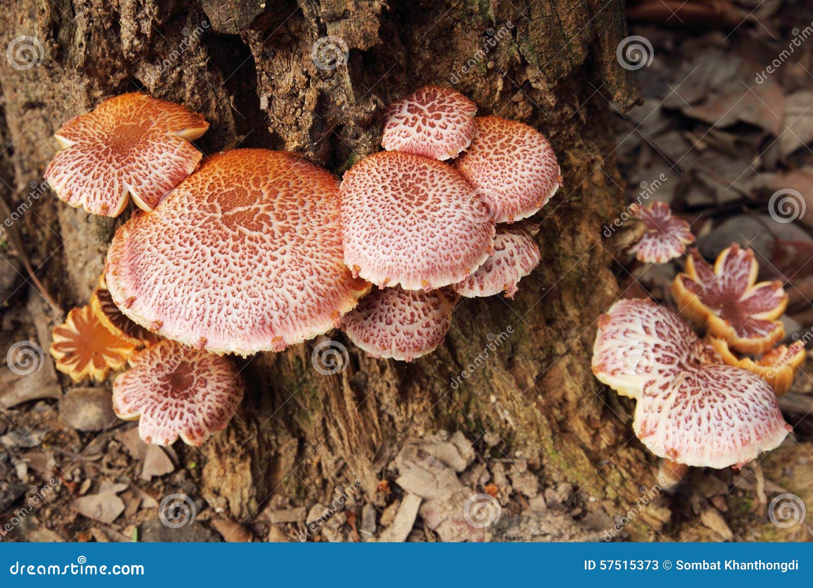 Fungus stock image. Image of tree, light, fungus, preparedoyster - 57515373