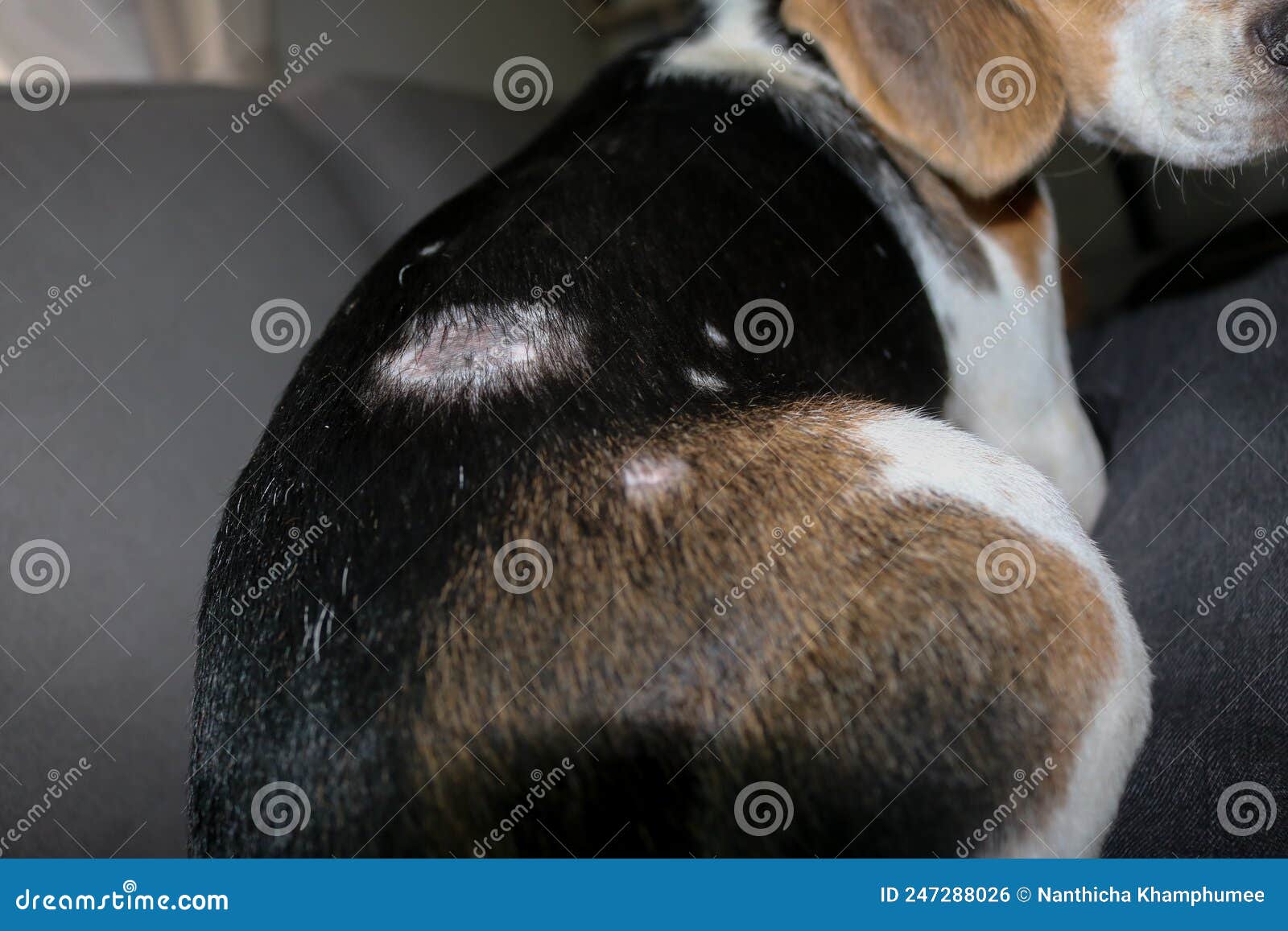 Fungus Infection Combined with Staphylococcus on Dog Skin Stock Photo ...