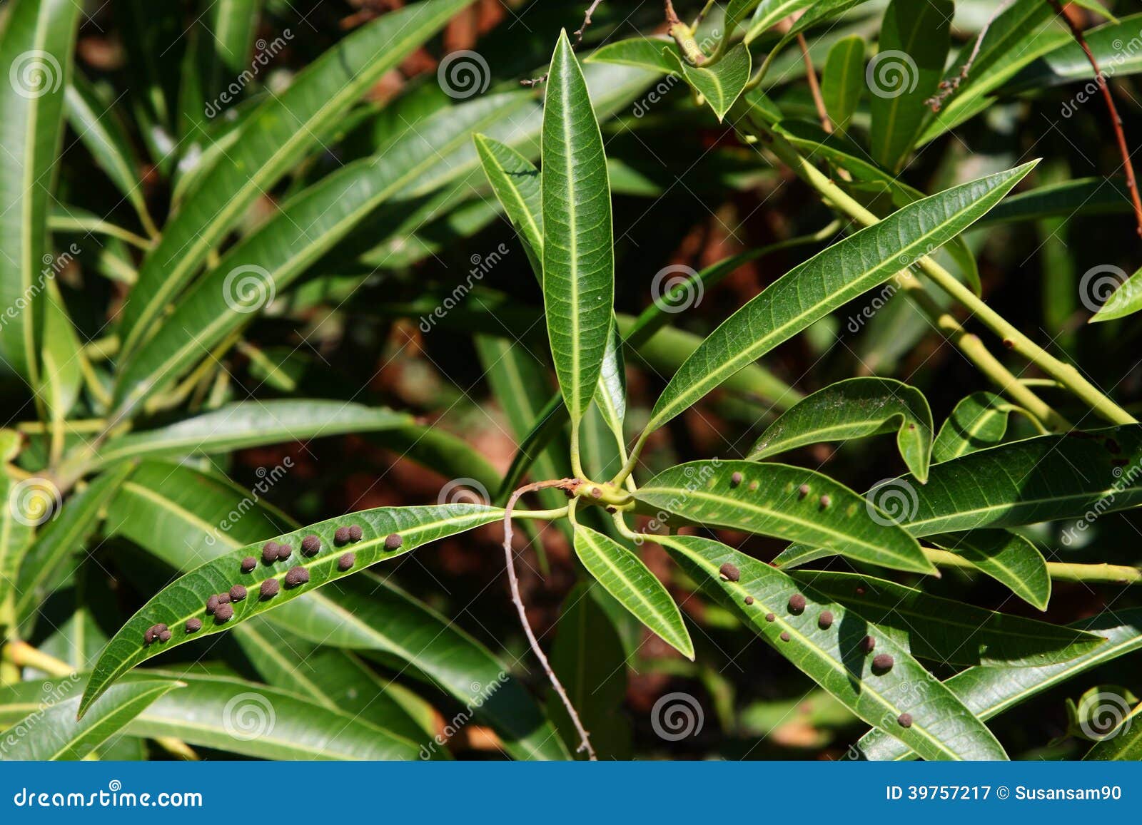Fungus on Leaf of Mango Tree. Stock Image - Image of green, fade: 39757217