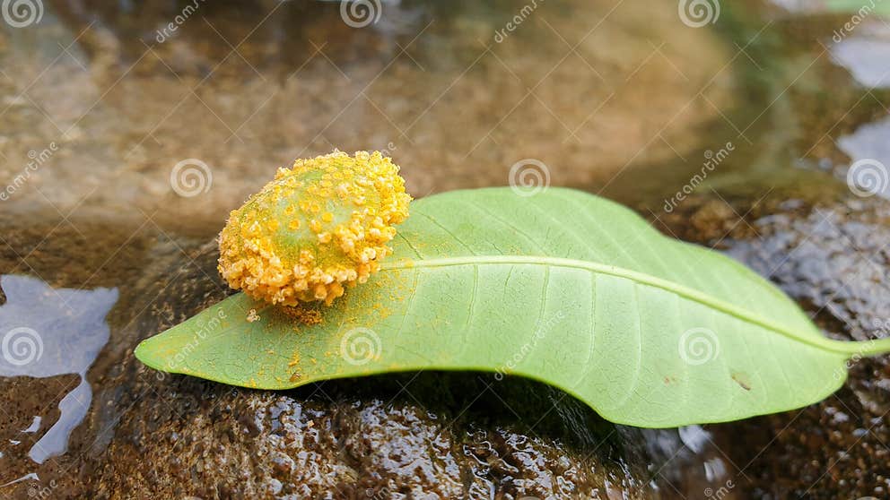 Fungus Leaf Mutation stock image. Image of leaf, produce - 208531245