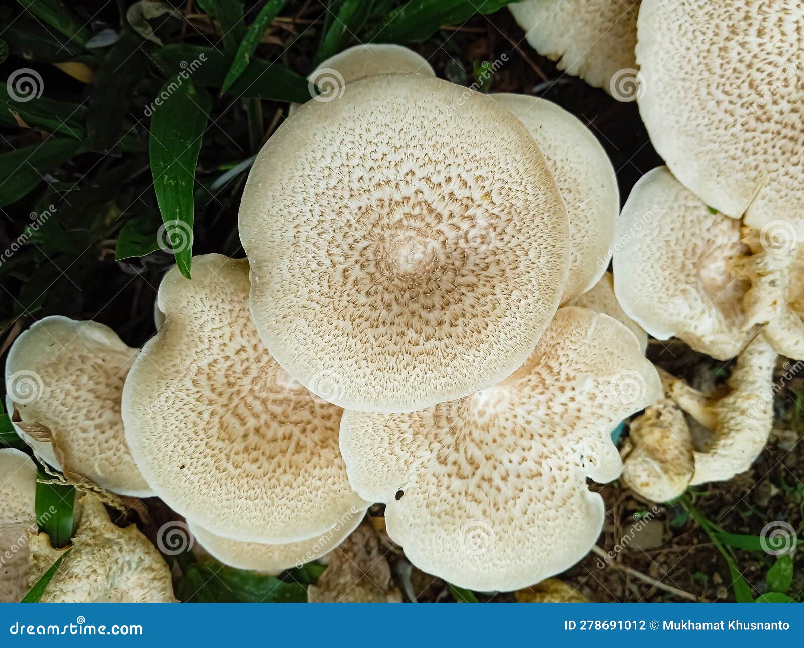 Fungus Lentinus Tigrinus Growing Wild in a Yard Stock Photo - Image of ...