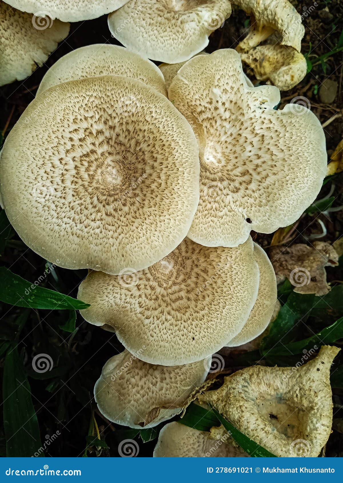 Fungus Lentinus Tigrinus Growing Wild in a Yard Stock Image - Image of ...