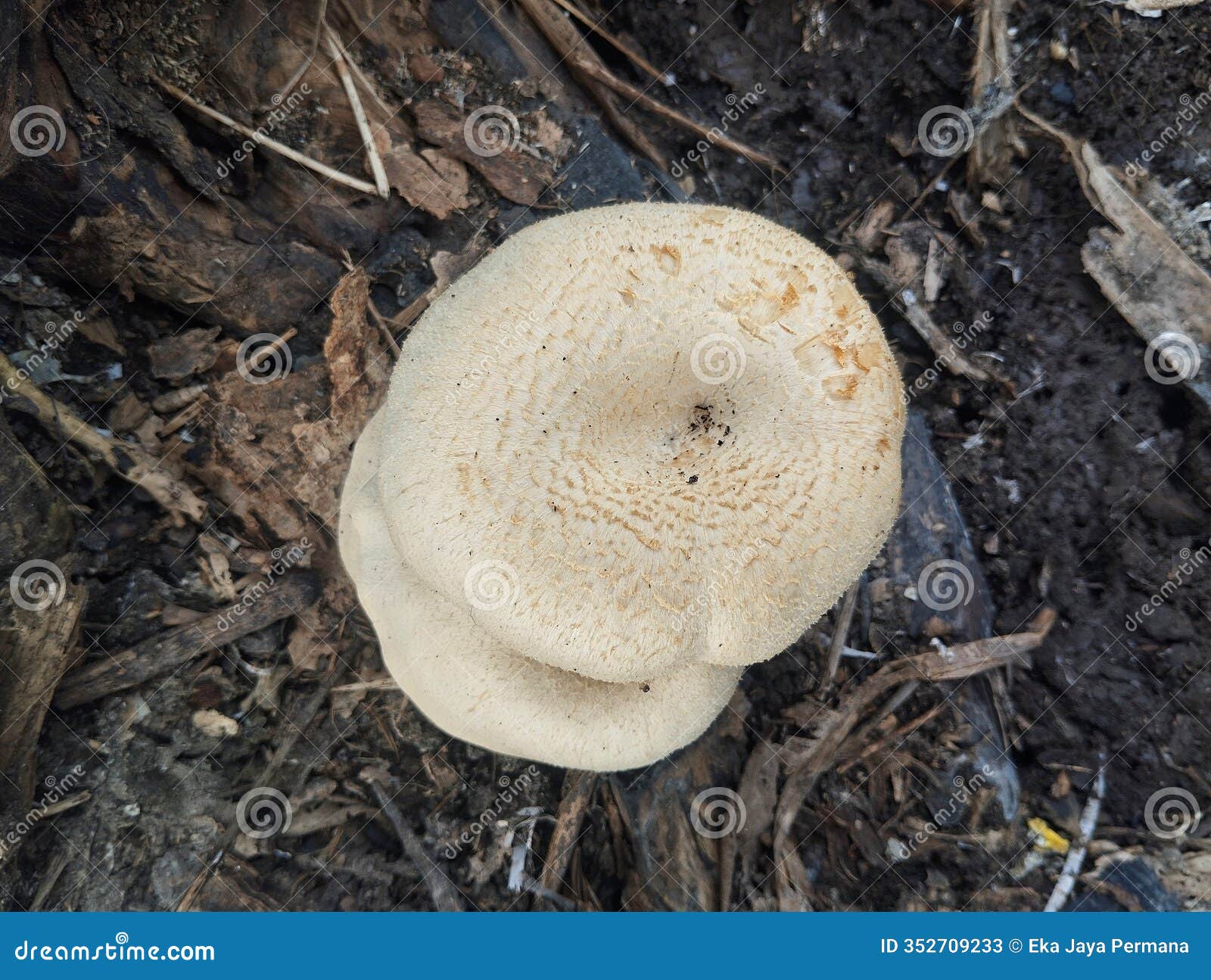 Fungus Lentinus Tigrinus on the Murbey Tree Growing in the Garden Stock ...