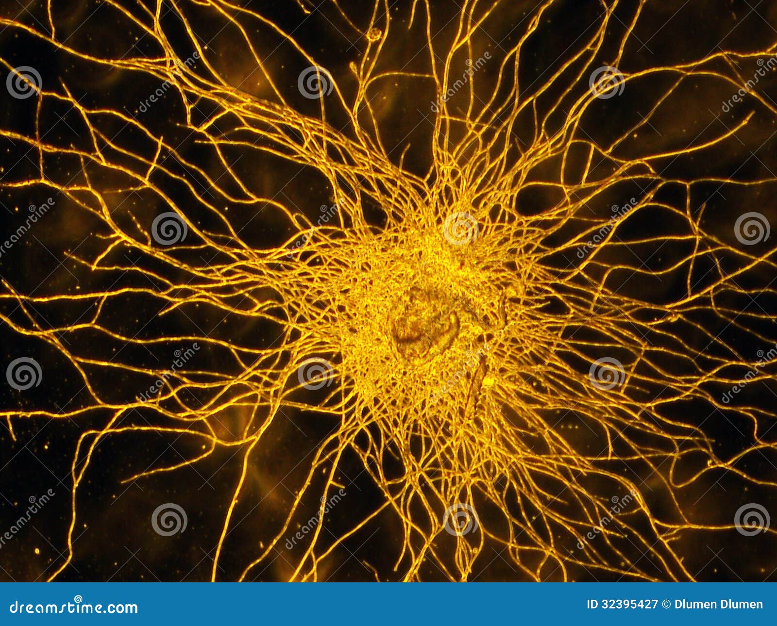 Fungus stock image. Image of soil, yeast, clean, medication - 32395427