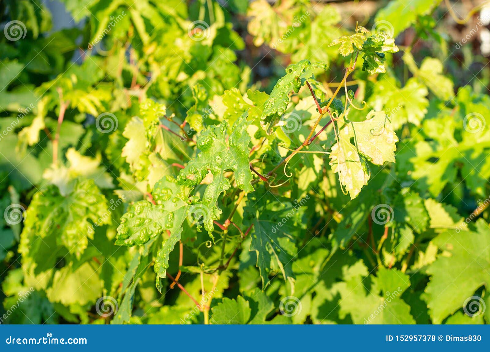 Mildew Fungus on Leaf of Grapes Stock Photo - Image of grape, summer ...