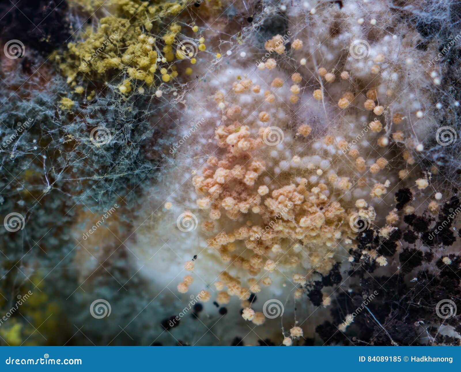 Fungus and Mold on Sliced Bread Stock Image - Image of rotten ...