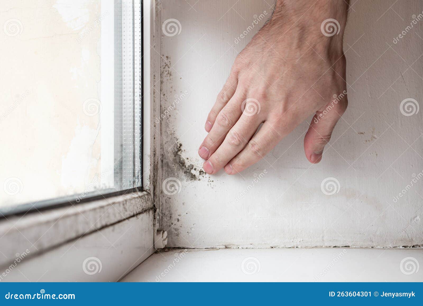 Fungus and Mold on the Wall and Window Inside the Apartment. the ...