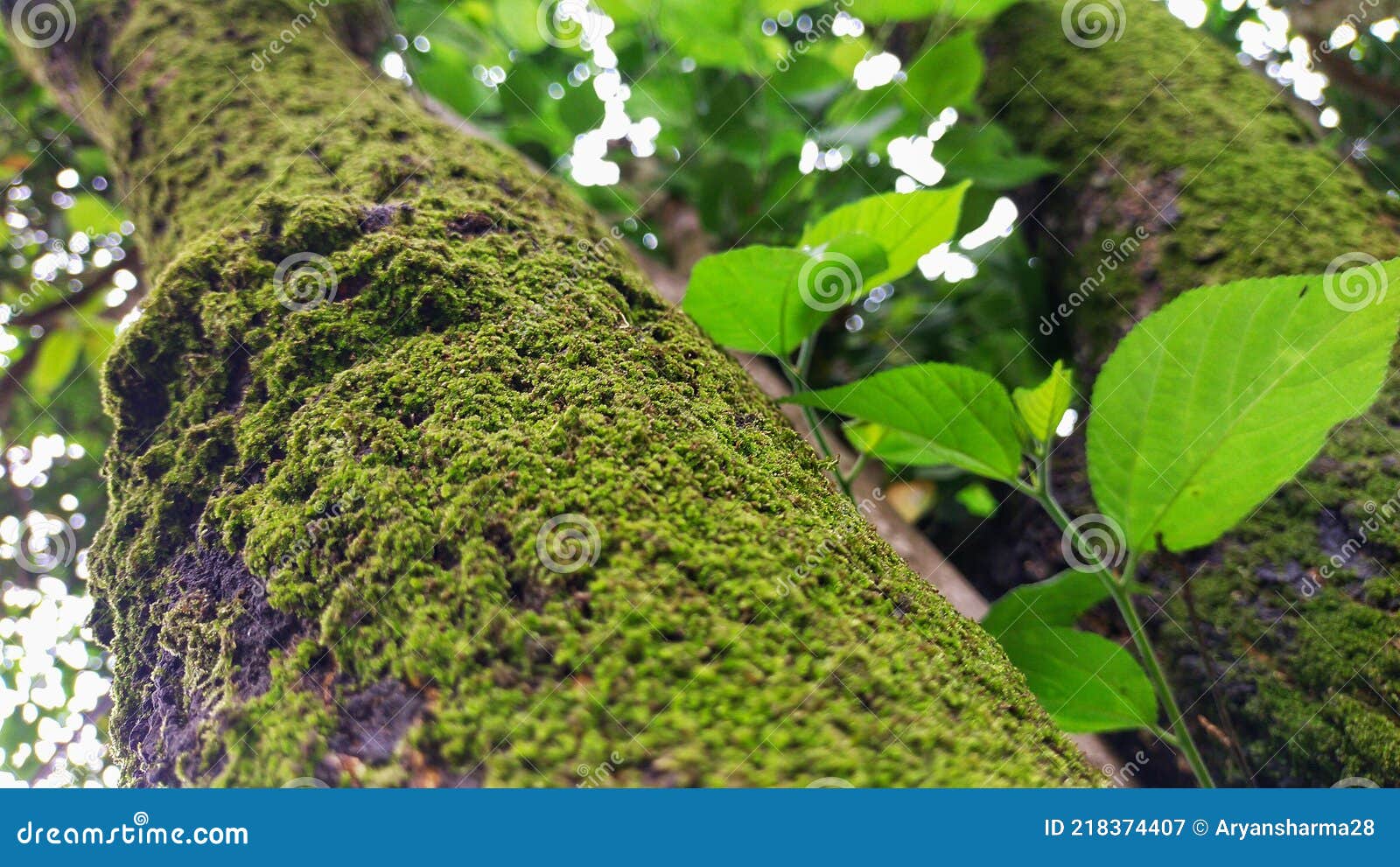 Fungus Moss or Green Algae on a Mango Tree Stock Image - Image of leaf ...