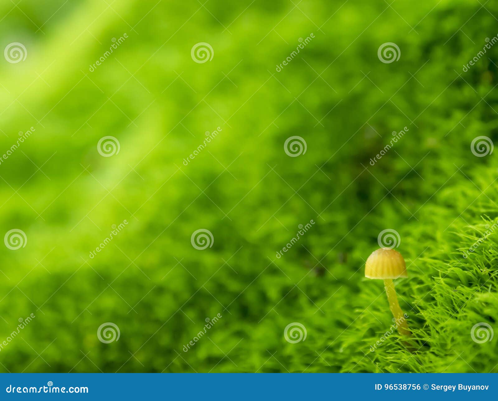 Fungus and moss stock photo. Image of growth, moss, beauty - 96538756