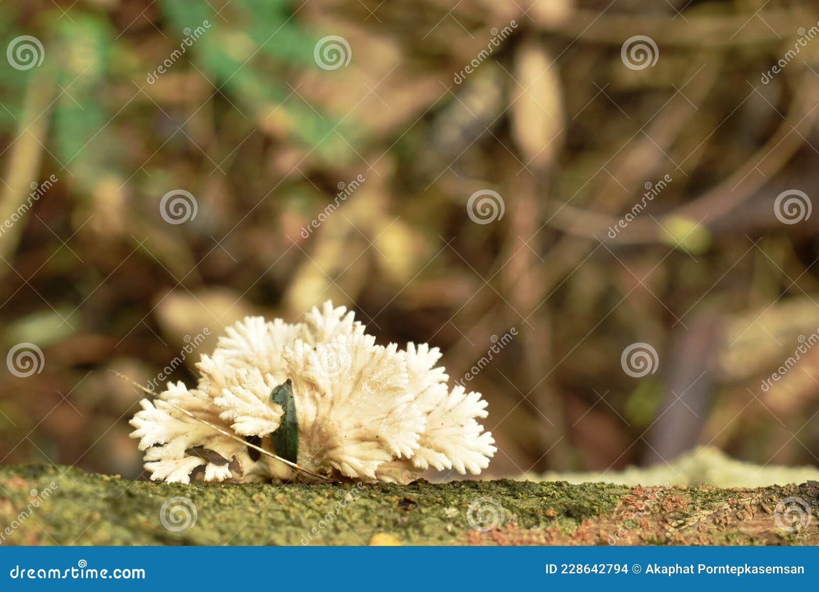 Fungus Mushroom Bunch Growing from Decay Log on Ground in Forest Stock ...