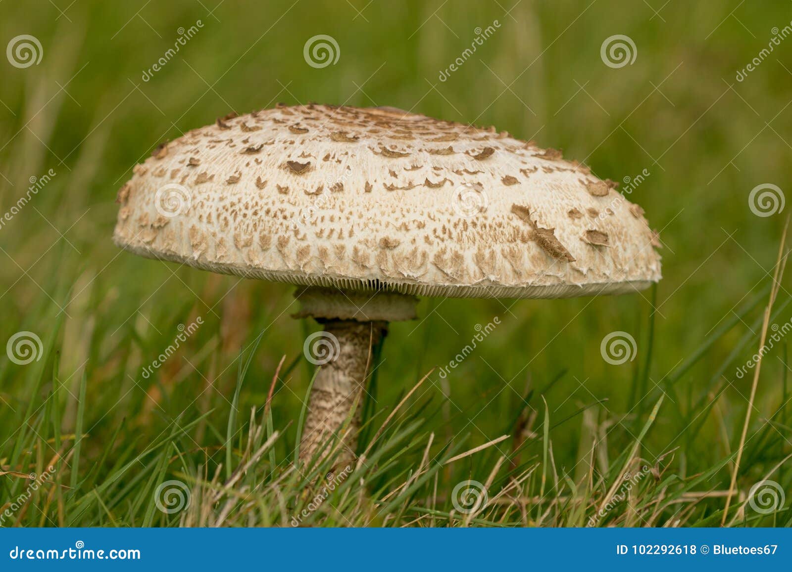 Fungus Mushroom or Toadstool Stock Photo - Image of amanita, stool ...