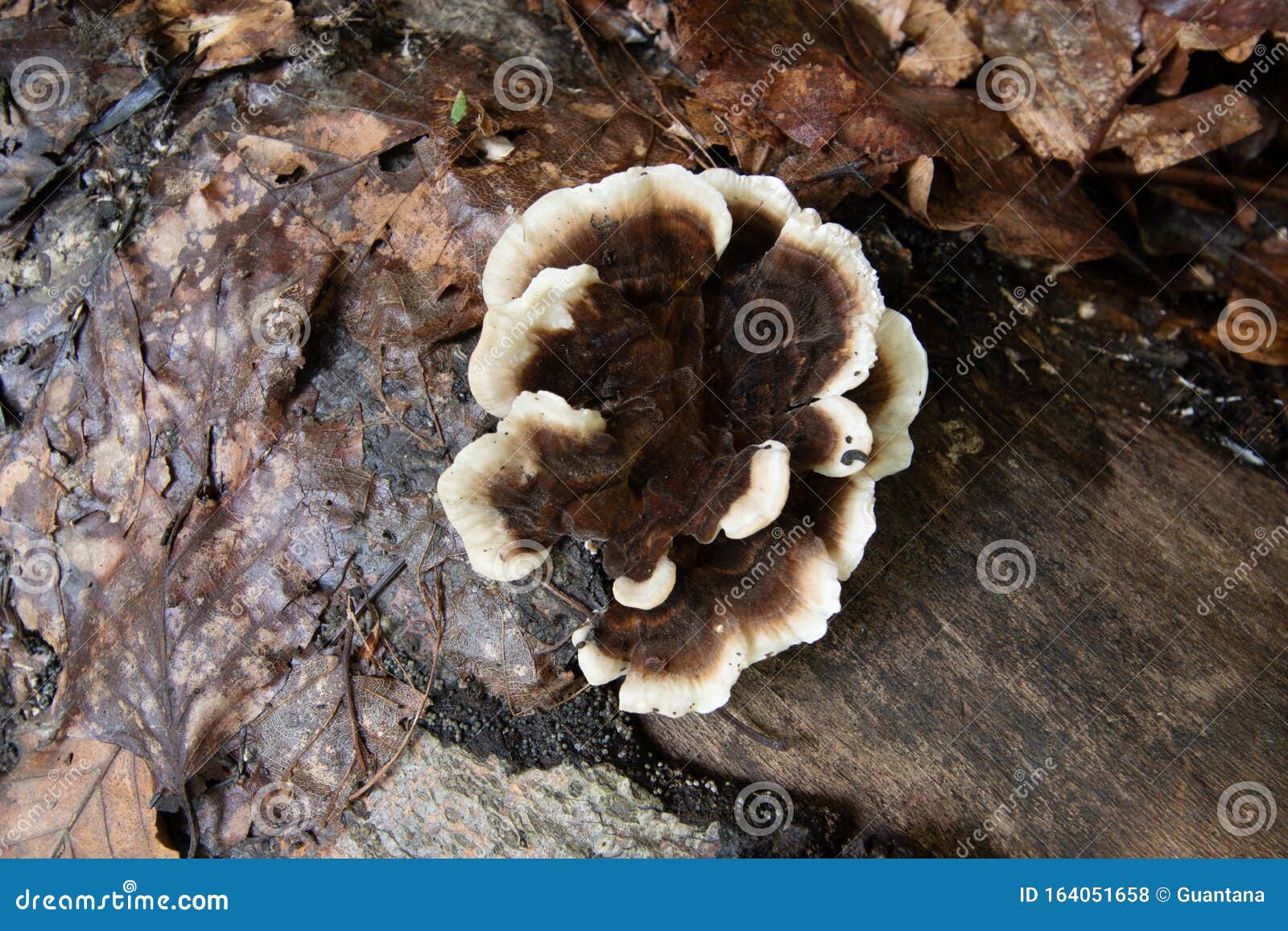 Fungus / mushroom stock photo. Image of food, moss, growing - 164051658