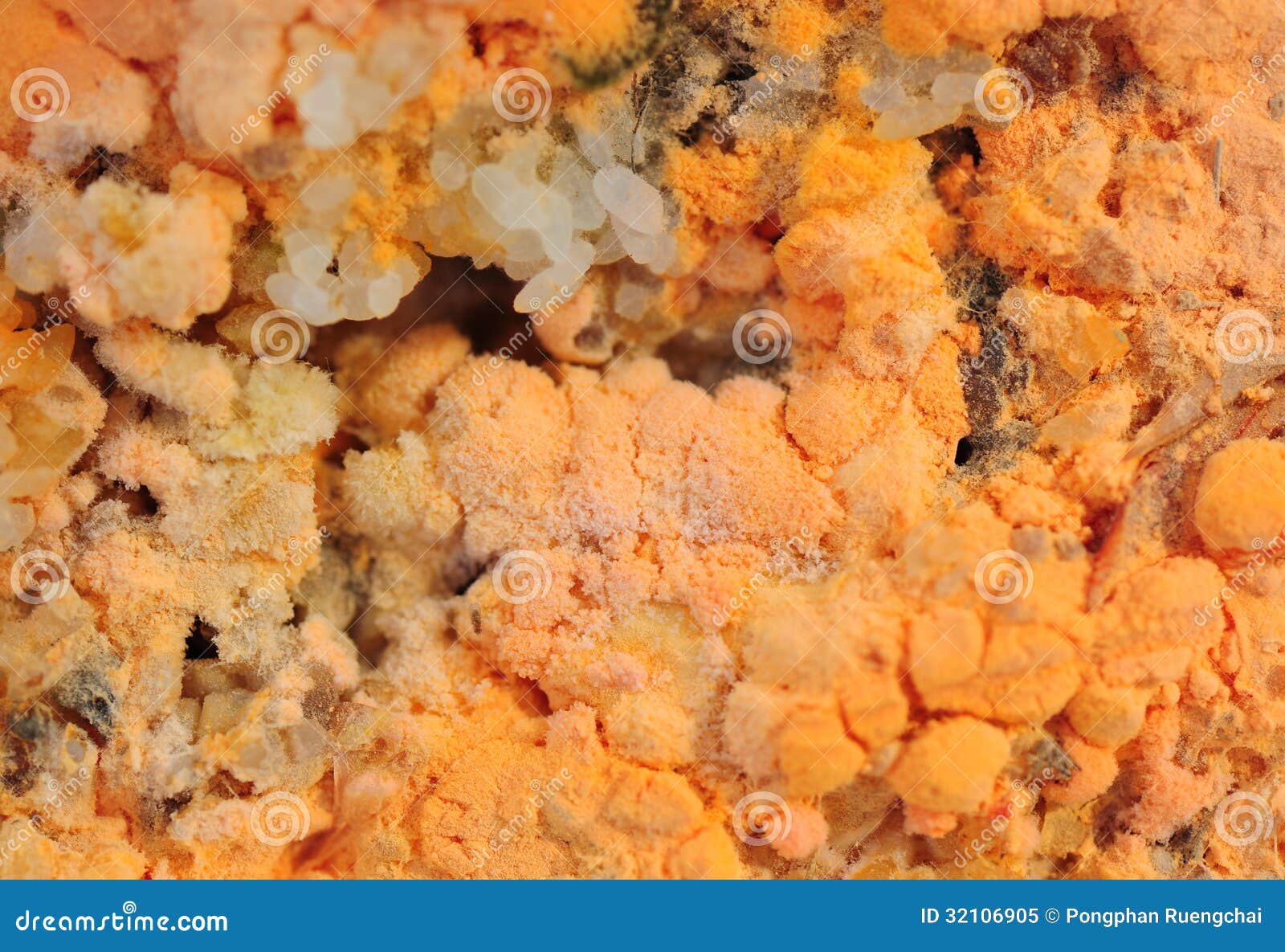 Fungus stock image. Image of risk, healthcare, fungus - 32106905