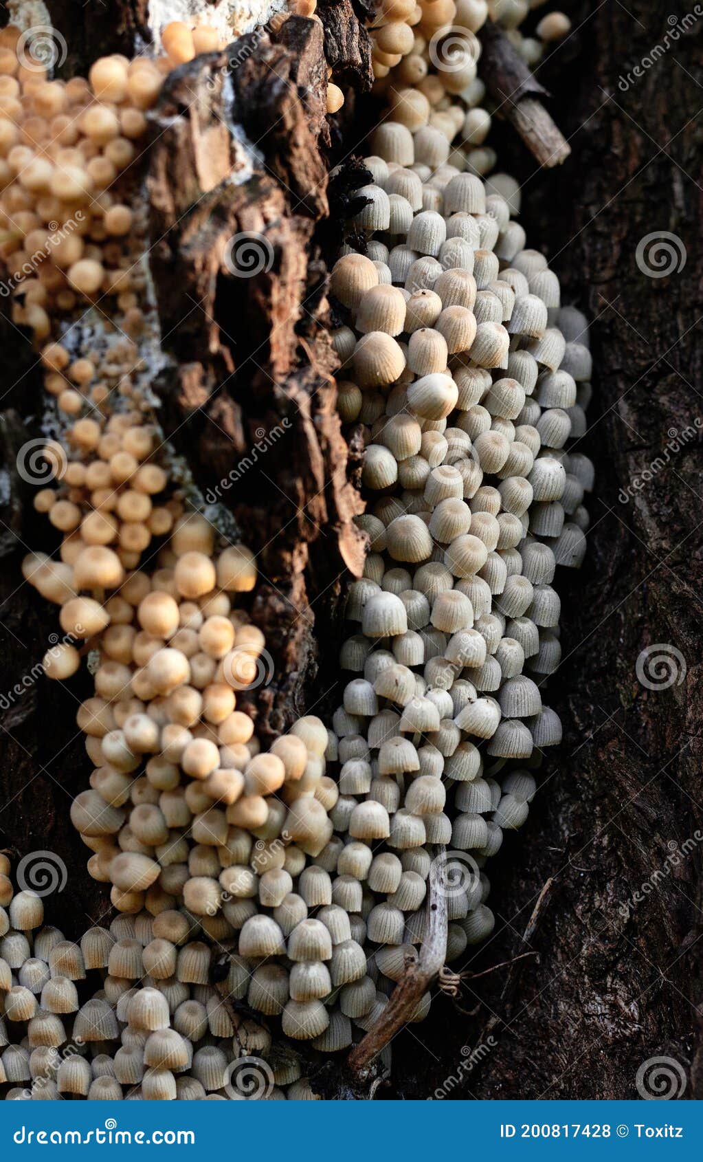 Fungus Parasite on a Tree, Large Mycelium Stock Photo - Image of trunk ...