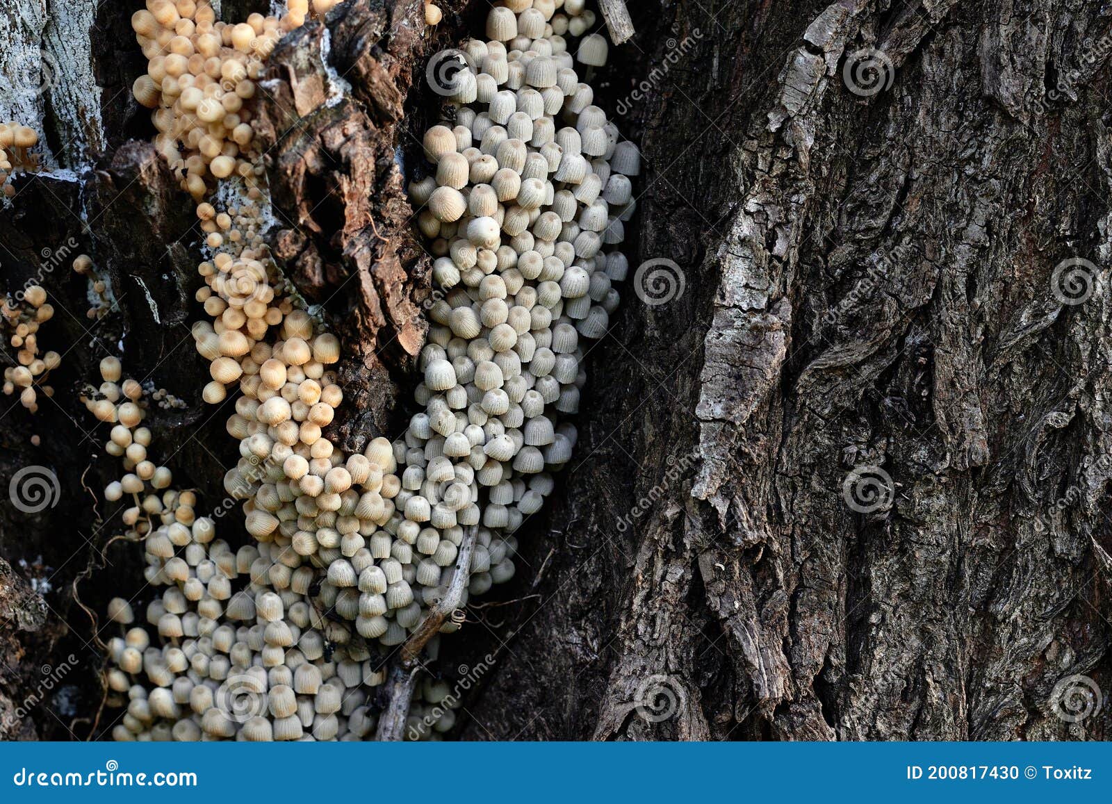 Fungus Parasite on a Tree, Large Mycelium Stock Photo - Image of grown ...