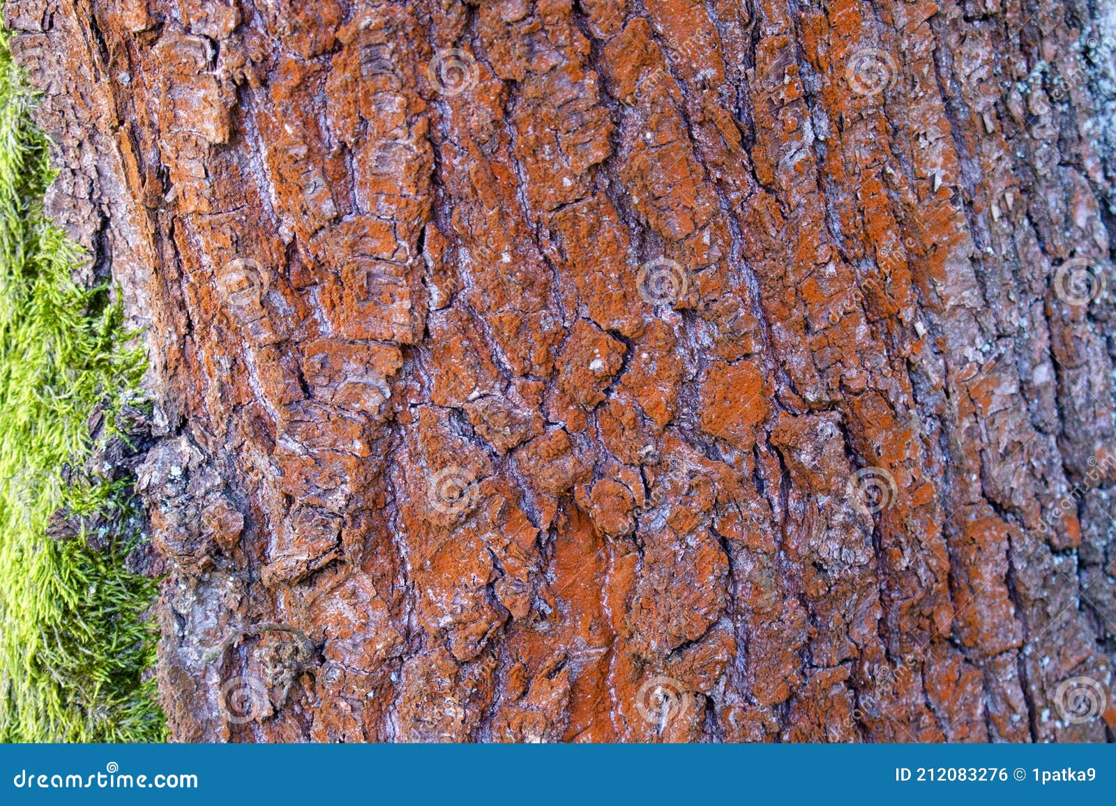 Fungus Pattern on the Tree in the Forest Stock Photo - Image of moss ...