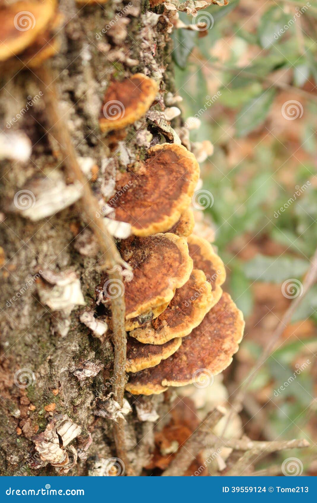 Fungus stock photo. Image of fungi, stalk, spores, mushroom - 39559124