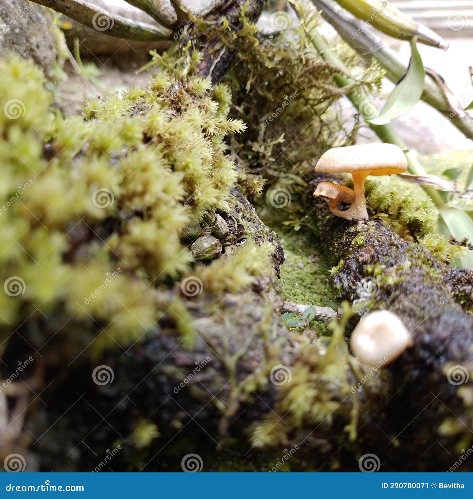 Fungus plants stock image. Image of nature, fungus, mushroom - 290700071