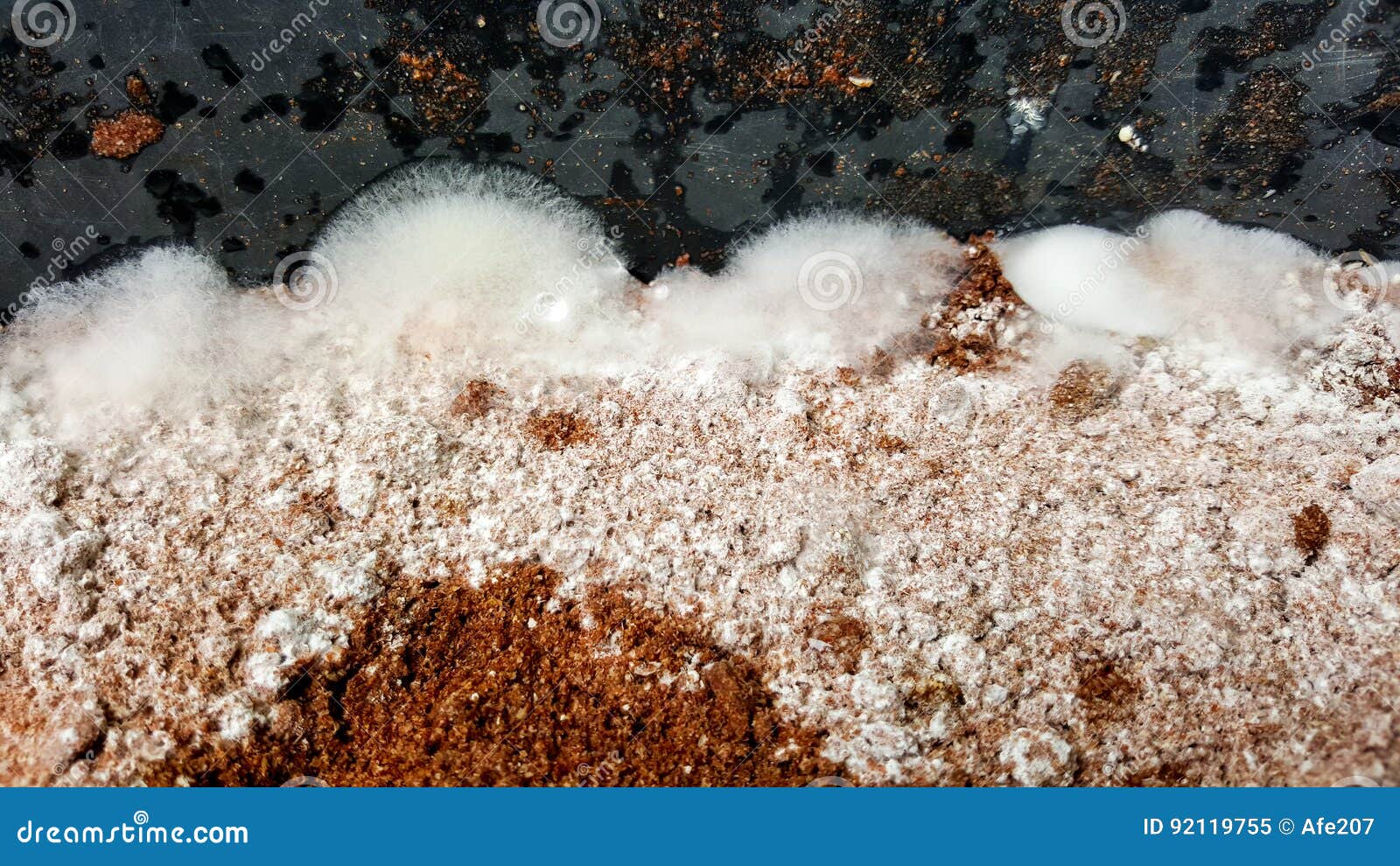 Fungus in rice bran stock image. Image of aflatoxin, bran - 92119755