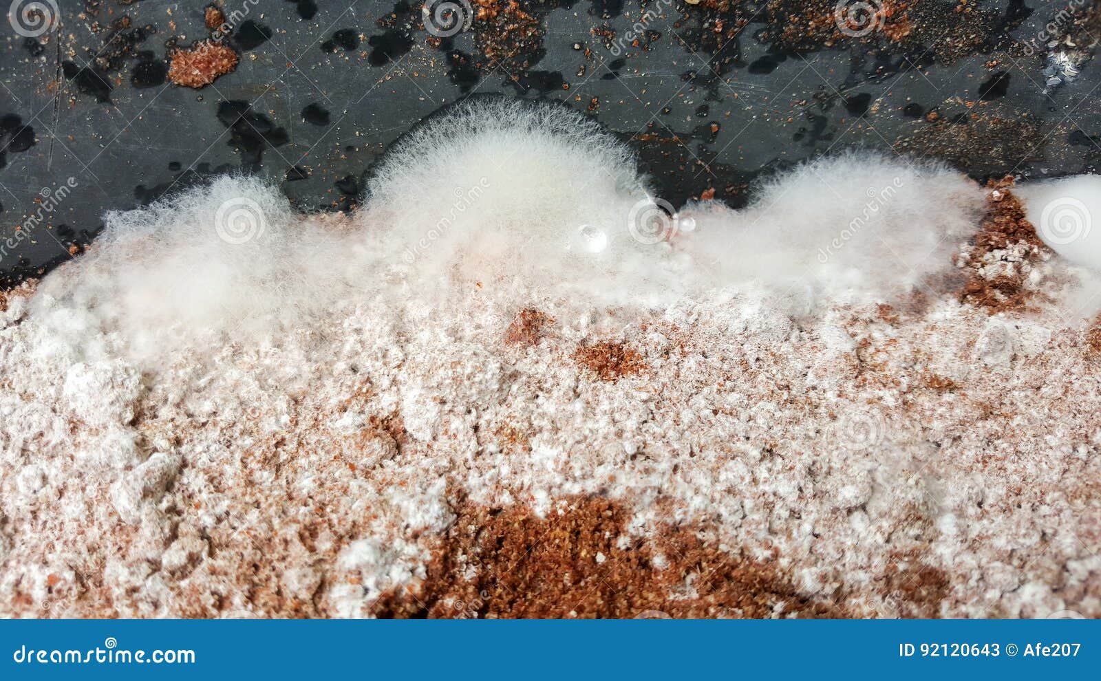 Fungus in rice bran stock image. Image of farming, fungus - 92120643