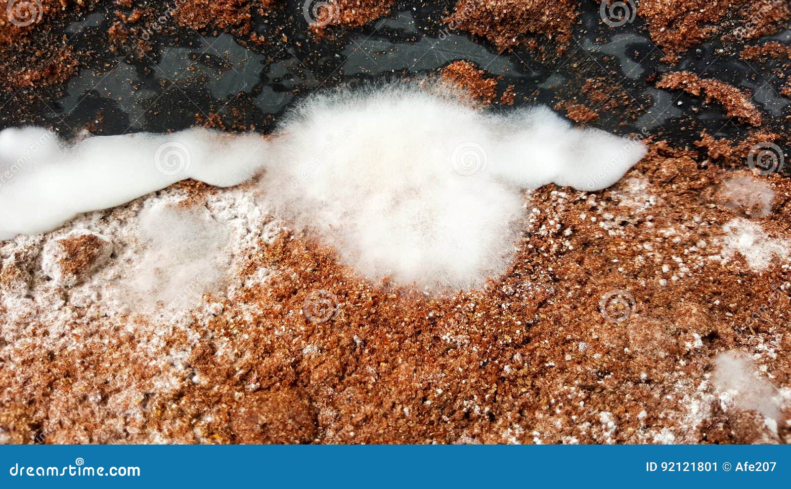 Fungus in rice bran stock image. Image of fungus, mould - 92121801