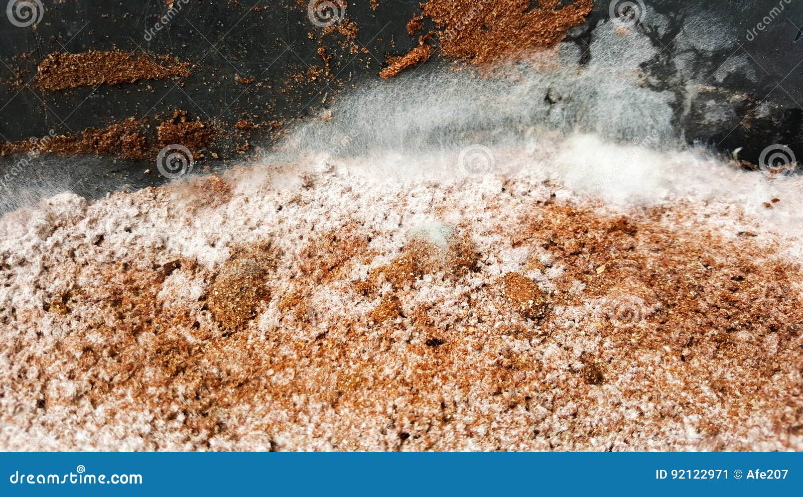 Fungus in rice bran stock image. Image of microorganisms - 92122971