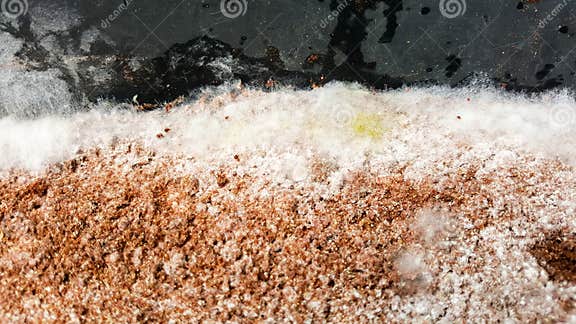 Fungus in rice bran stock photo. Image of disease, mais - 92123022