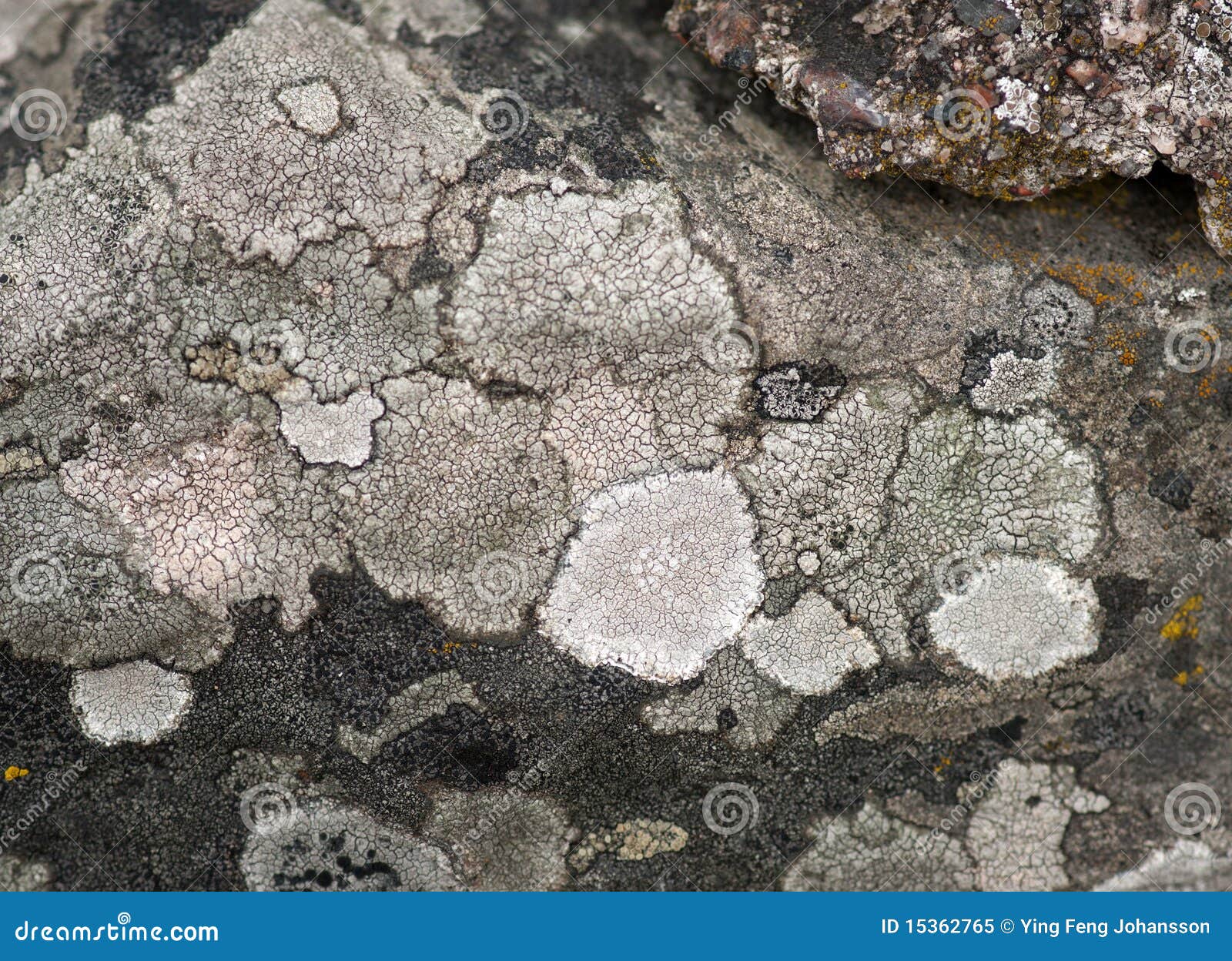 Fungus on rock stock image. Image of background, weathered - 15362765