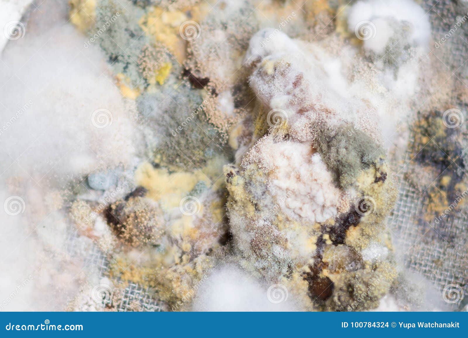 Fungus on rot food stock photo. Image of brown, bread - 100784324