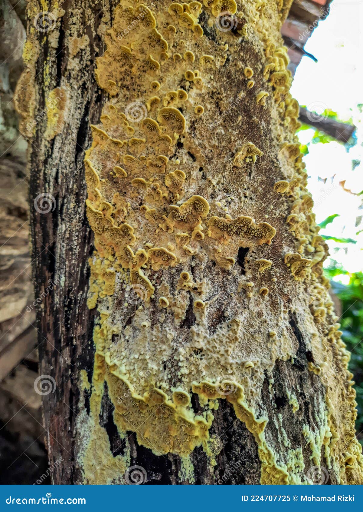 Fungus on rotting wood stock image. Image of mushroom - 224707725