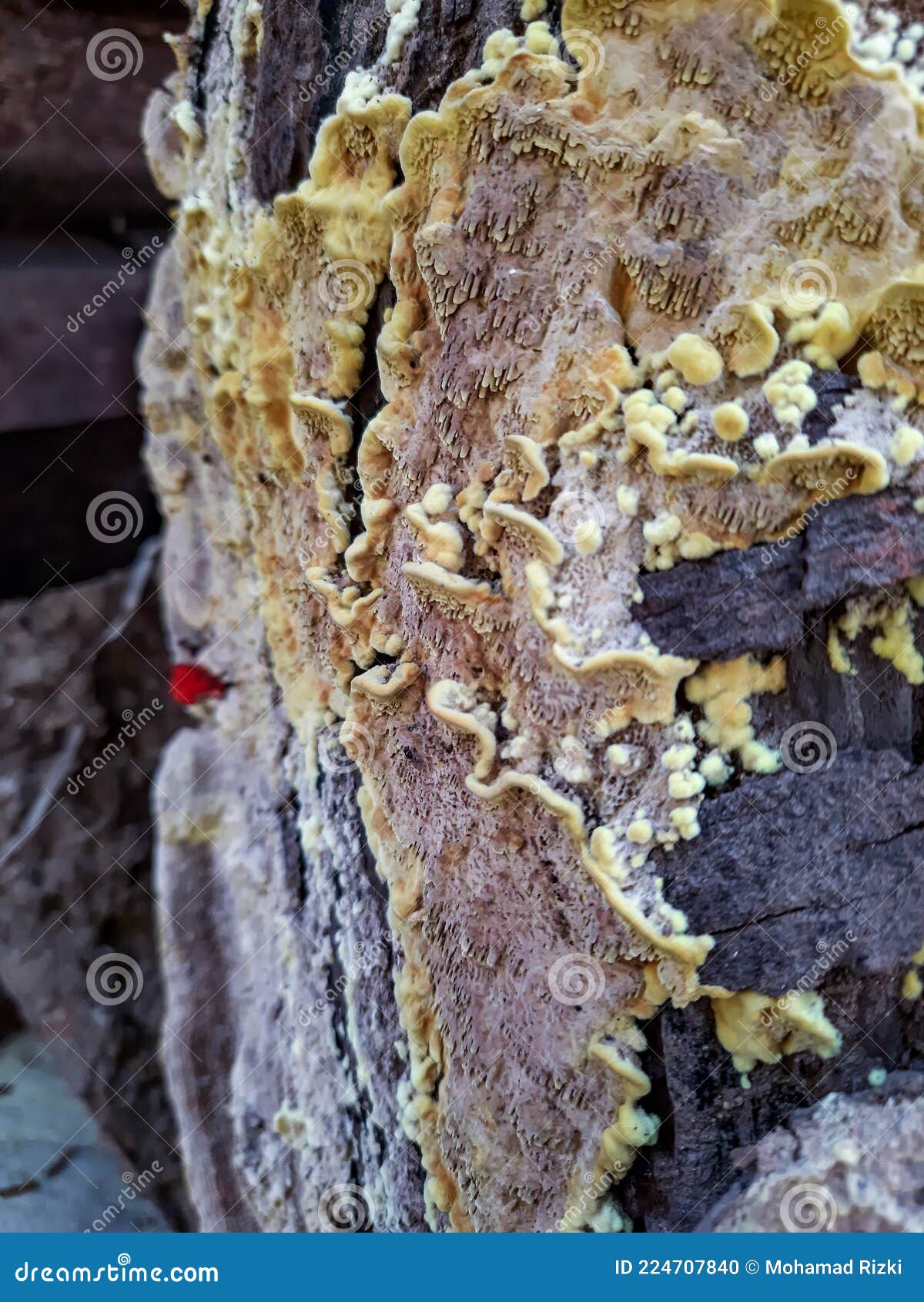 Fungus on rotting wood stock photo. Image of dish, dessert - 224707840