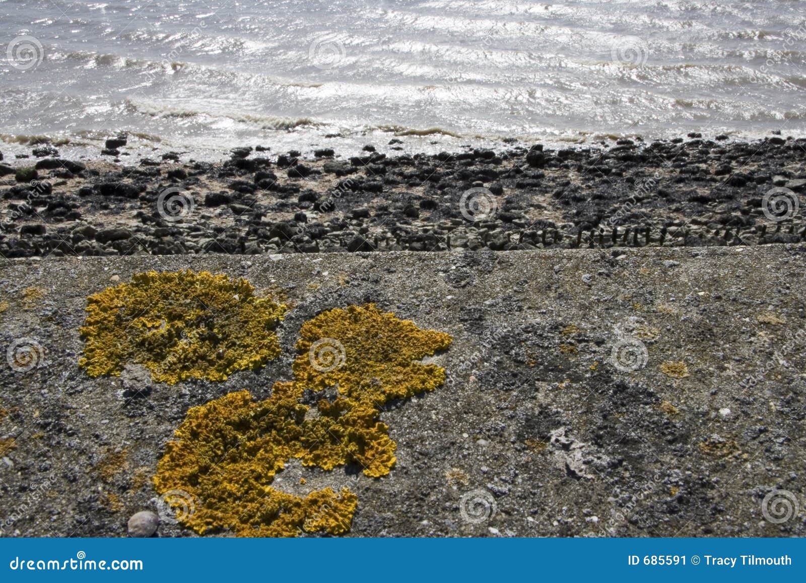 Fungus and sea stock image. Image of ripples, wall, stone - 685591