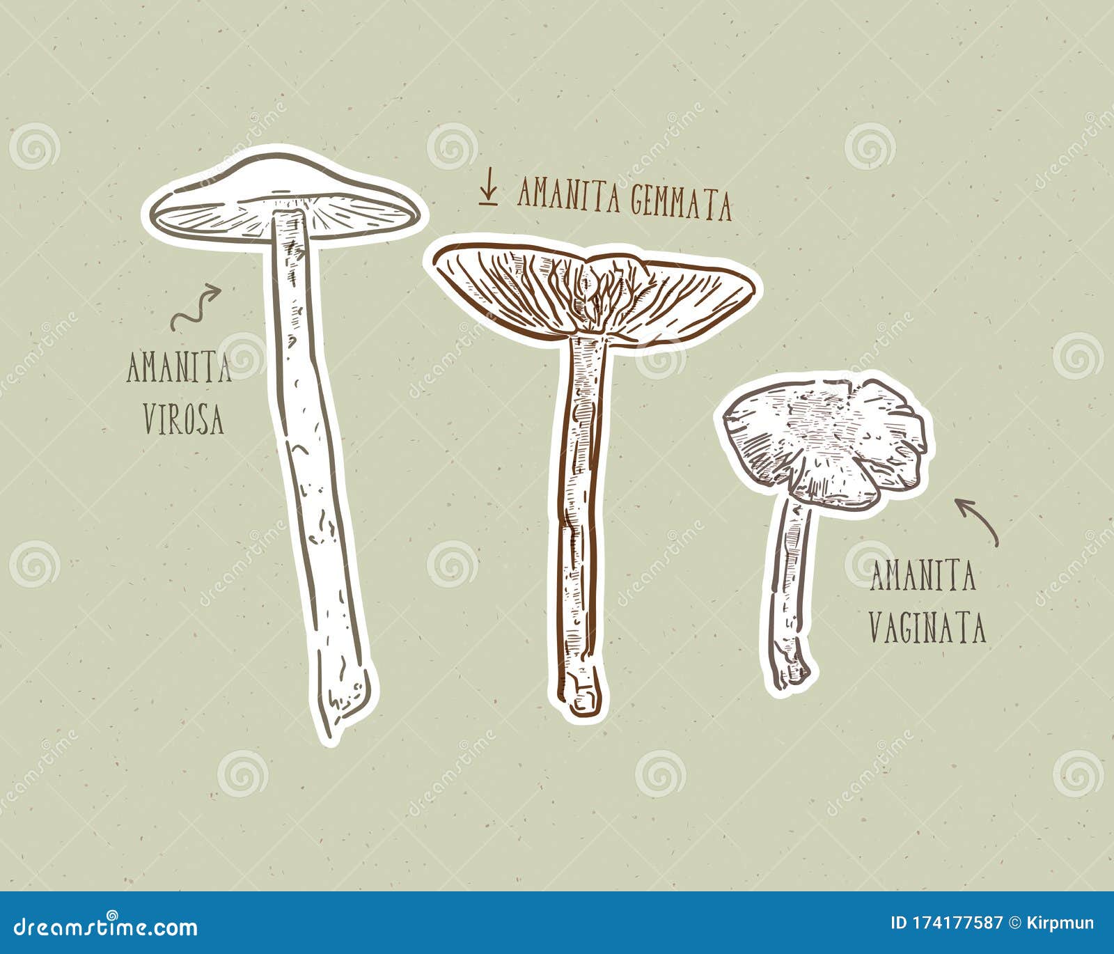 Fungus Set, Hand Draw Sketch Vector Stock Vector - Illustration of ...