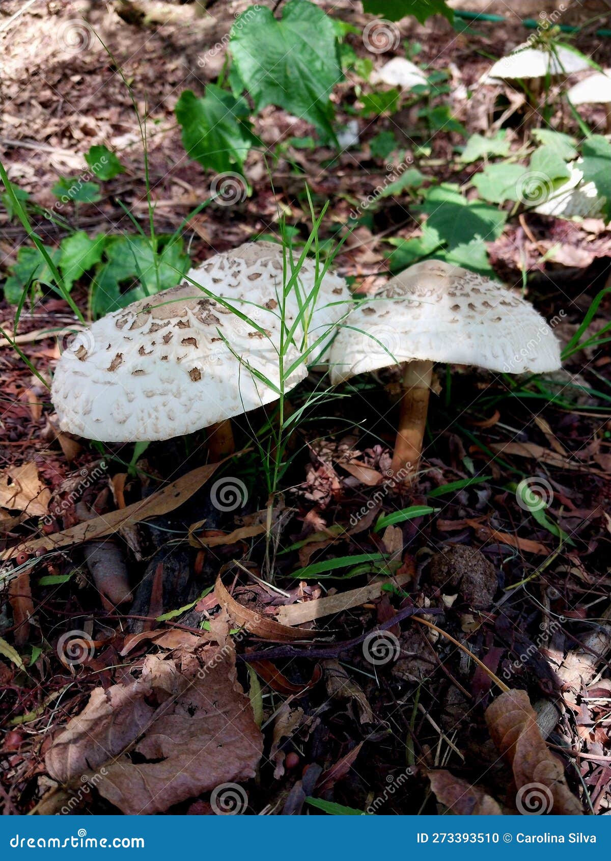 Fungus seta hongo stock photo. Image of autumn, leaf - 273393510