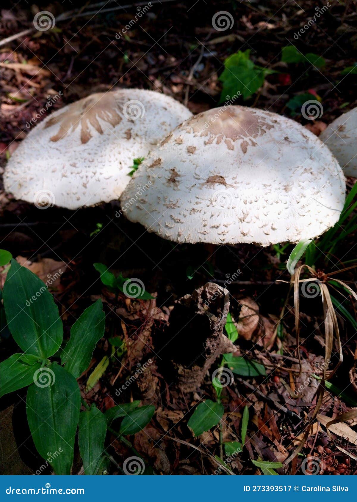 Fungus seta hongo stock image. Image of mushroom, leaf - 273393517
